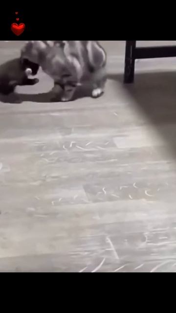 😻Веселые котики. Коты хулиганы! Невероятные трюки! #кот #хулиган #трюк #смех #short