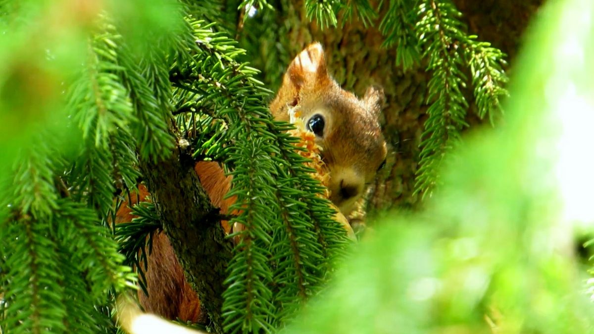 Белка на ёлке