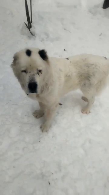 Благородный САО Ральф 🍀 ждёт свою семью❗Пост в описании 🎥 #собака #алабай #сао #любовь #овчарка