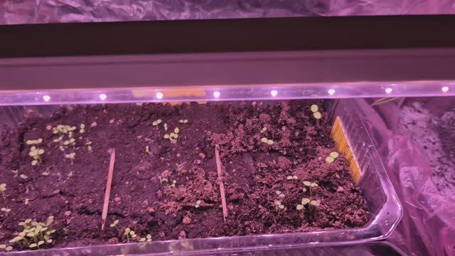 А МЫ ТУТ ПЛЮШКАМИ БАЛУЕМСЯ.) ПРОДОЛЖАЮ САЖАТЬ.