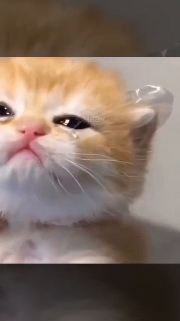 Не грусти, малыш.