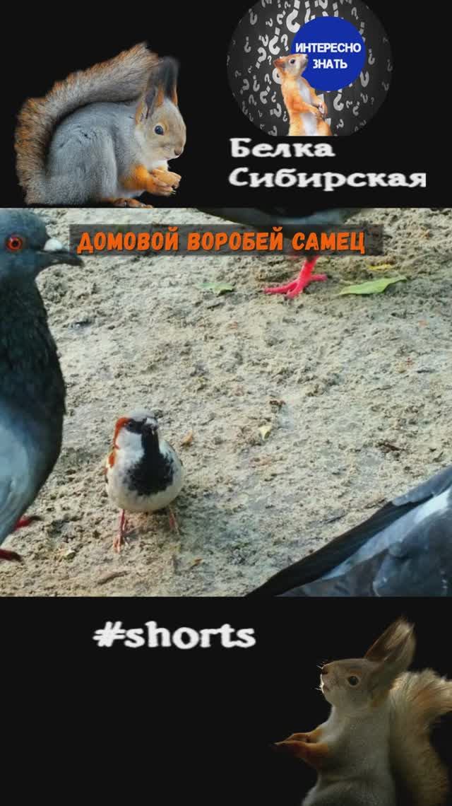Чем отличаются полевой и домовой воробьи
