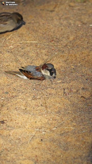 Воробей купается в песке. Ленинградский зоопарк