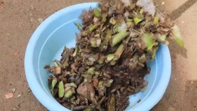 Потрясающий метод, чтобы картофель дал много клубней! Выращивание своими руками.DIY