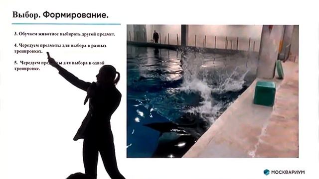 Когнитивные навыки и их формирование Открытая тренировка косатки Рогова Виктория Евгеньевна