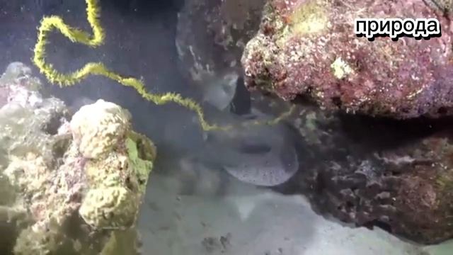 КРАСНОЕ МОРЕ. РЫБА ОХОТИТСЯ