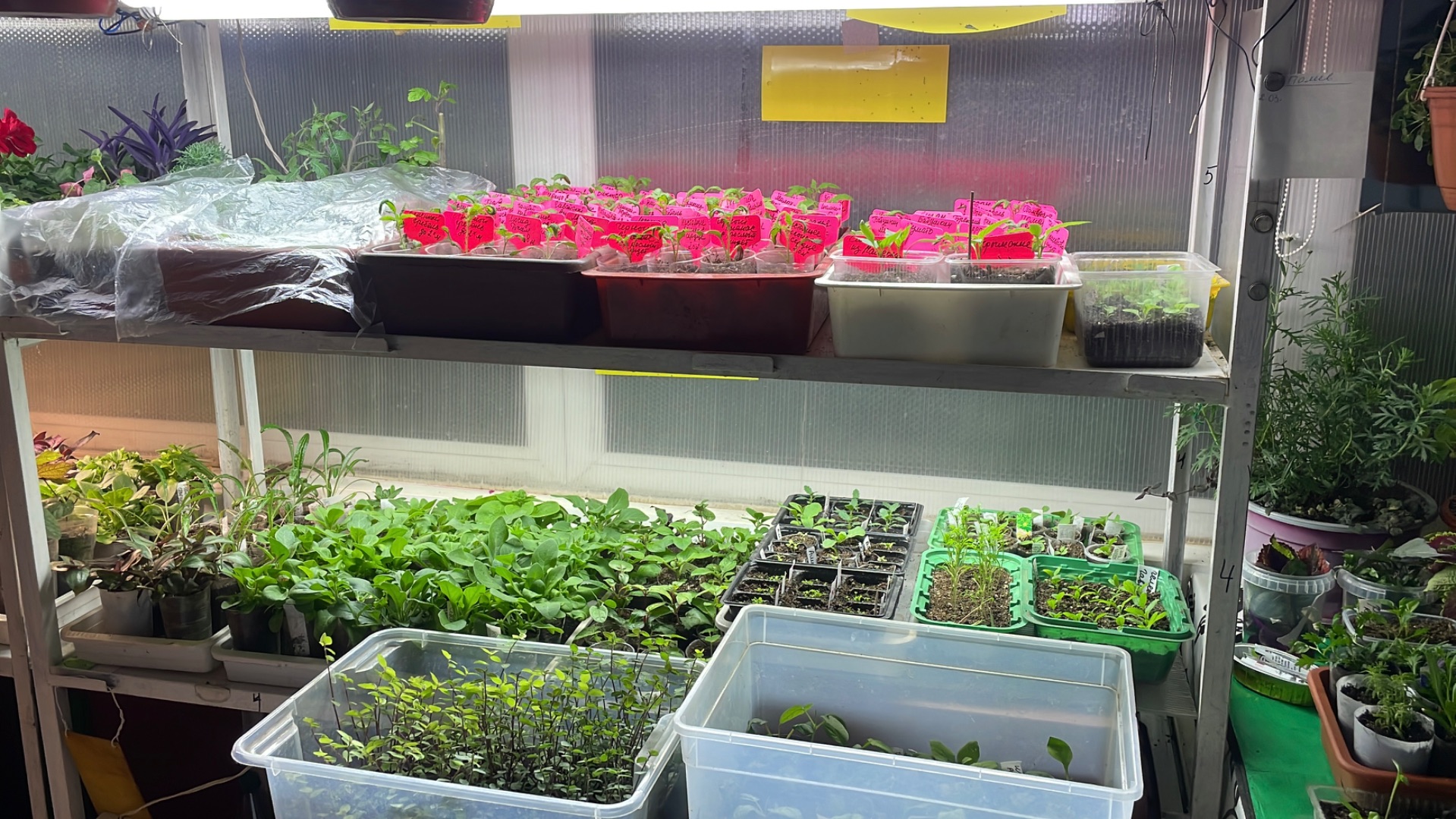 Посев томатов для открытого грунта и небольшая информация о них.