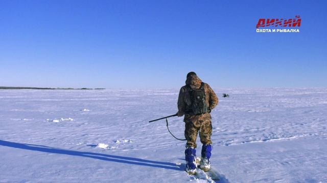 На тетерева на лунках. Охота по перу.