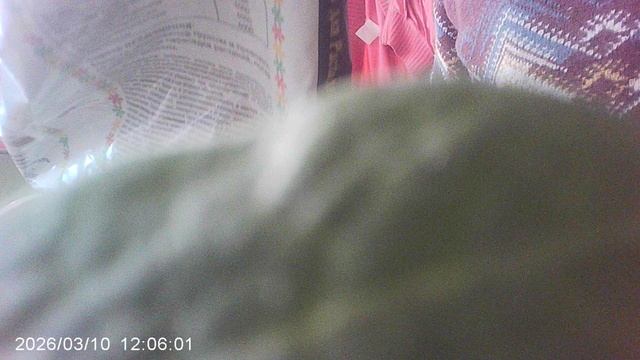 Пересадка кабачка январской посадки в более объёмный горшочек.