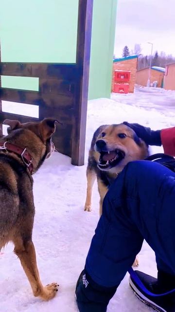 "Пчёлка: полёт нормальный!" ❥ Приют в Малинках #приютдляживотных