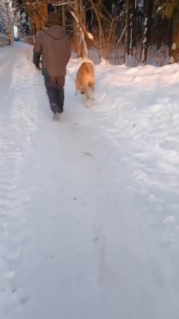 Позитивный энергичный медвежонок САО Тайфун 🍀 ищет 🏠❗Пост в описании 🎥 #собака #алабай #любовь