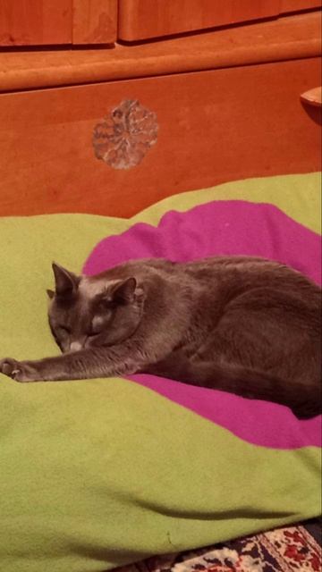 Кот Атос высыпается после праздников. #shorts #животные #котатос #коты #милота