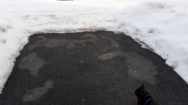 Мишка вышел погулять.