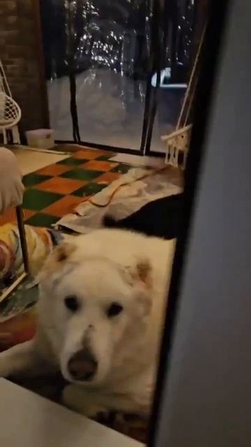 🌿 Наша красавица САО Лада 🌸 дома🏠❗Пост в описании  🎥 #собака #алабай #овчарка #сао #любовь