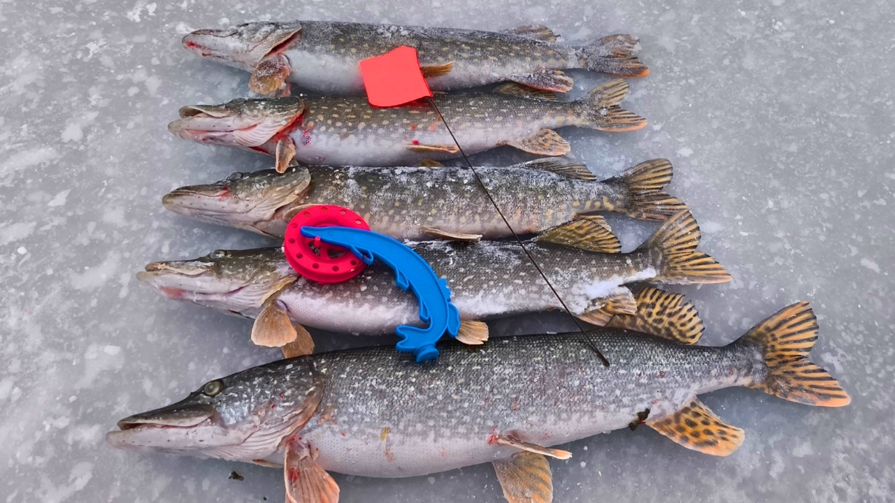 ФЛАГИ ВЗЛЕТАЮТ НАЧАЛСЯ ЖОР! Зимняя рыбалка на жерлицы 2026