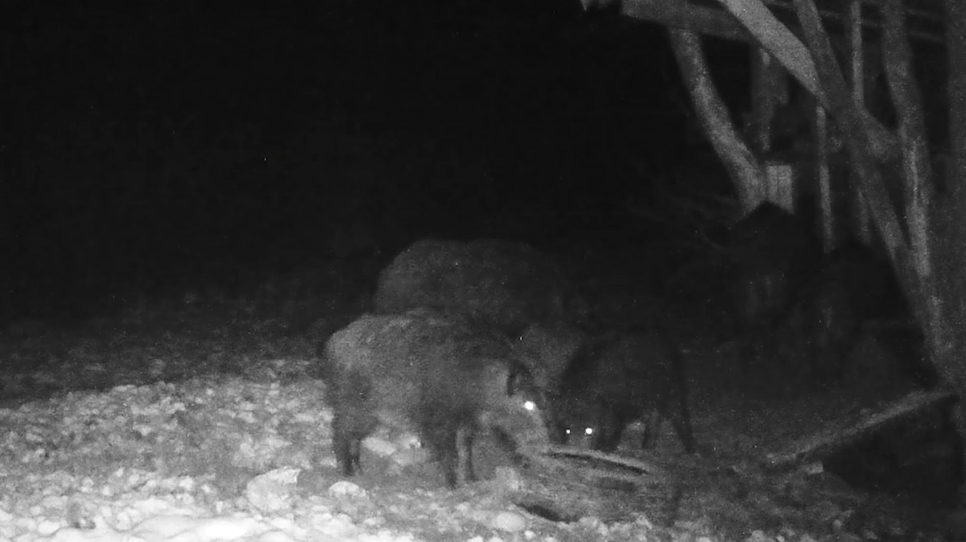 Ночные визитёры: знакомые кабаны вернулись на кормушку