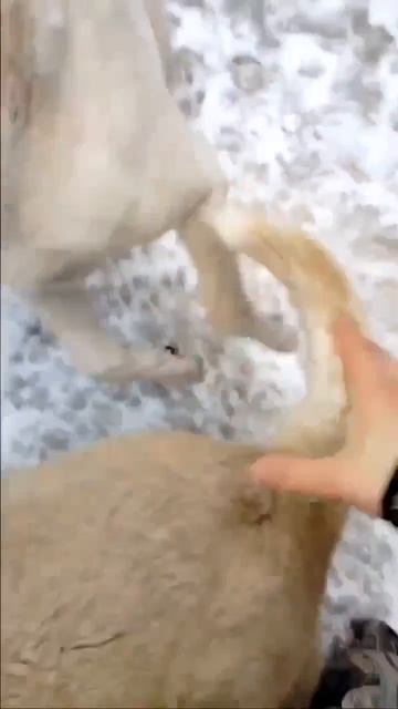 Дружные медвежата САО Белый 🍀 и Тайра 🌸 ищут 🏠❗Пост в описании 🎥 #собака #алабай #сао #овчаока