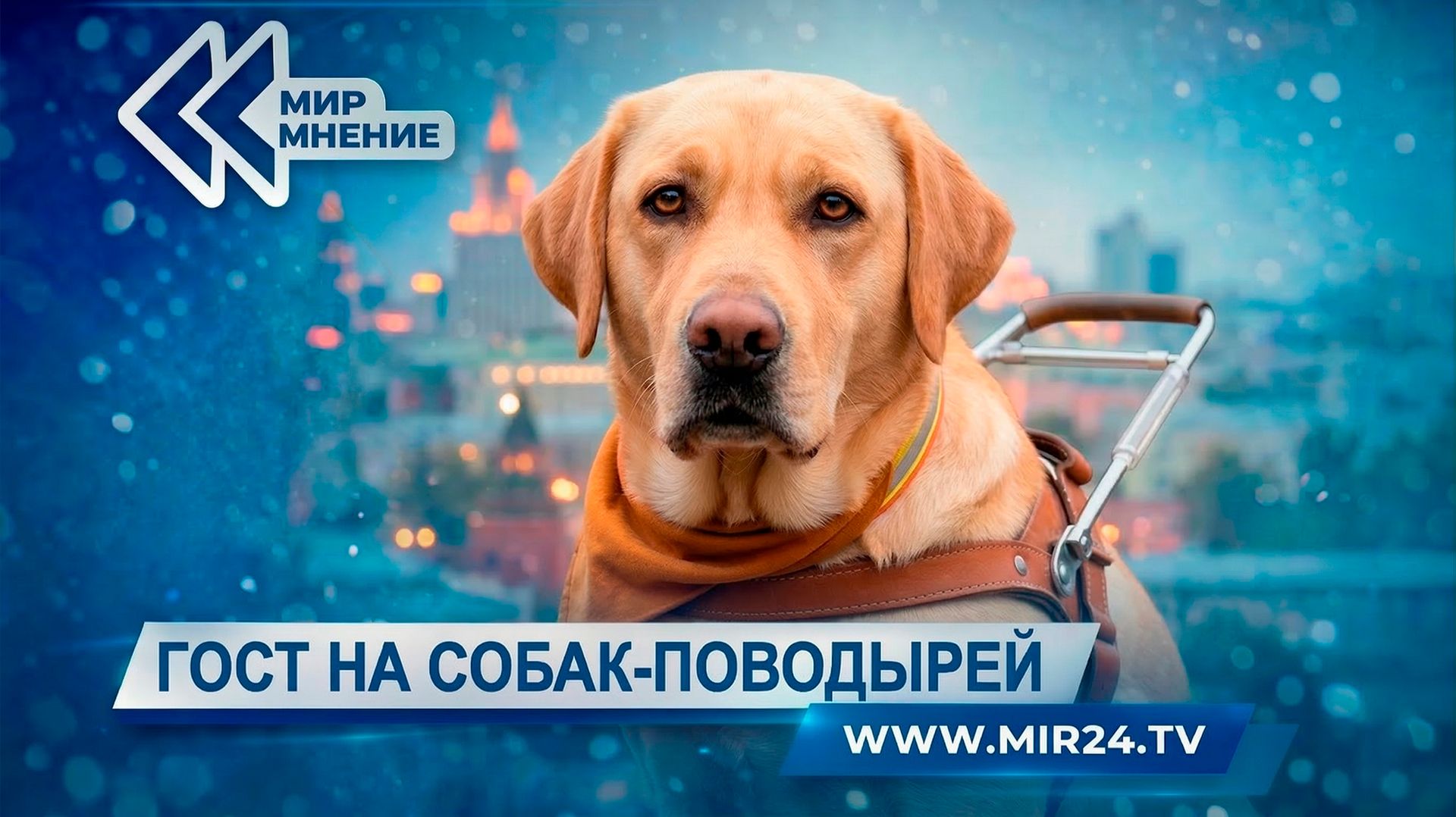 В России утвердили ГОСТ на собак-поводырей: как он будет работать?