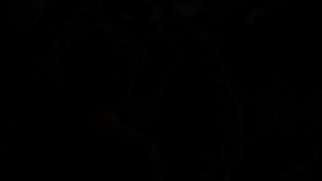 Ода женщине об.