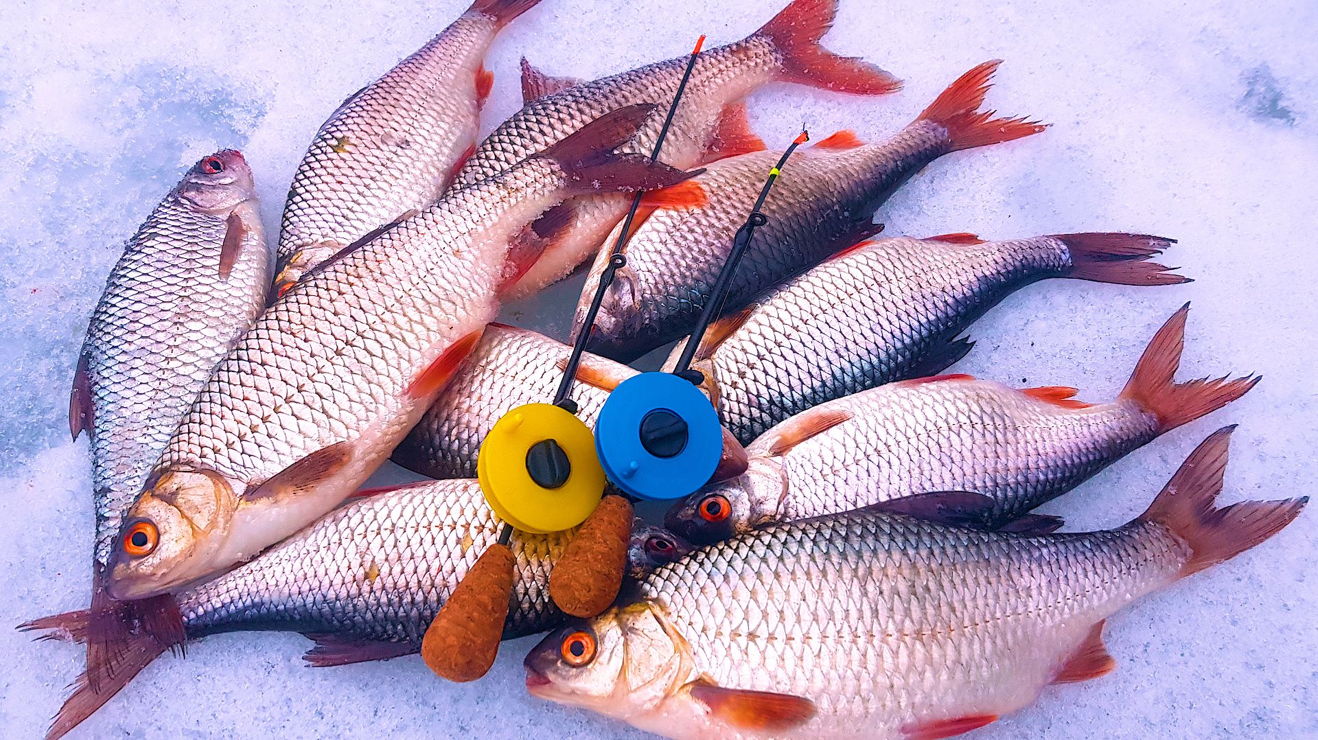 ВОТ ЭТО ПЛОТВА! Последний лед радует! Рыбалка на безмотылку в марте.