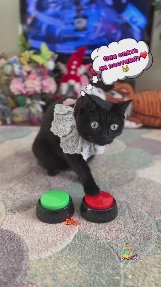 Соня думает, что вы не поставите 👍 Докажем, что она ошибается?😸 #котиксамуэль #кошкасоня #котики