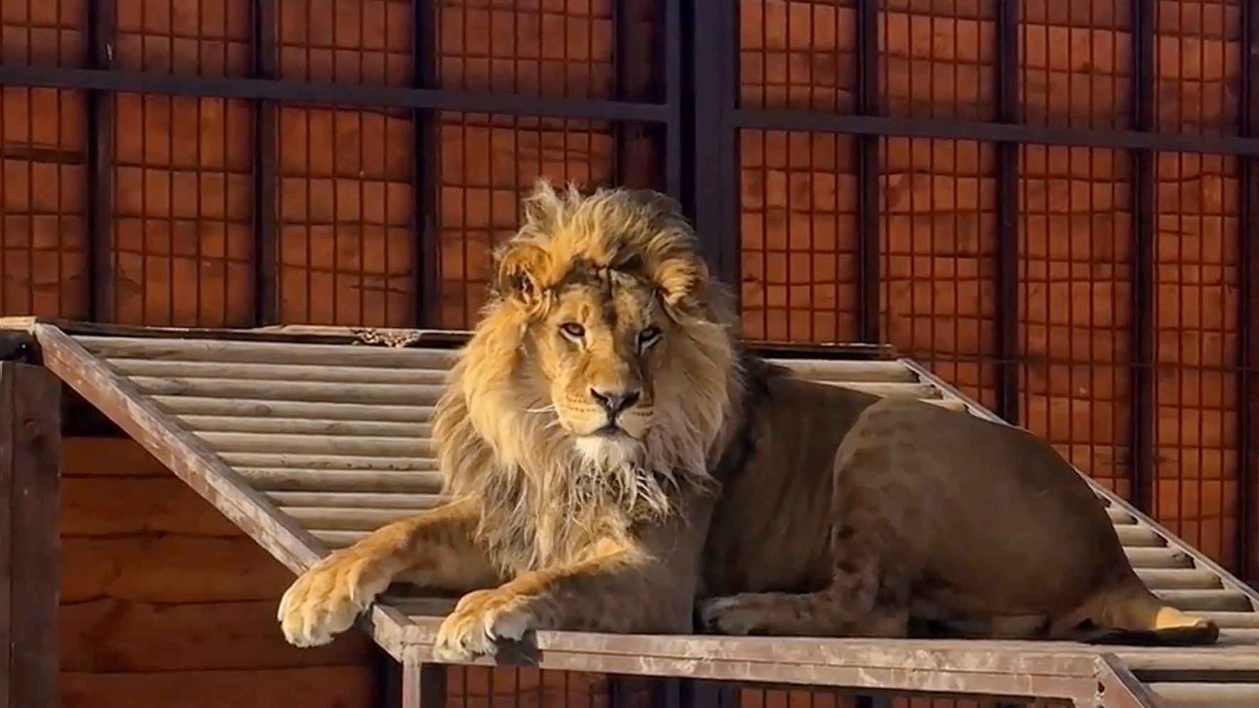 Шерхан - моя счастливая звезда Стихи о Шерхане от Екатерины.