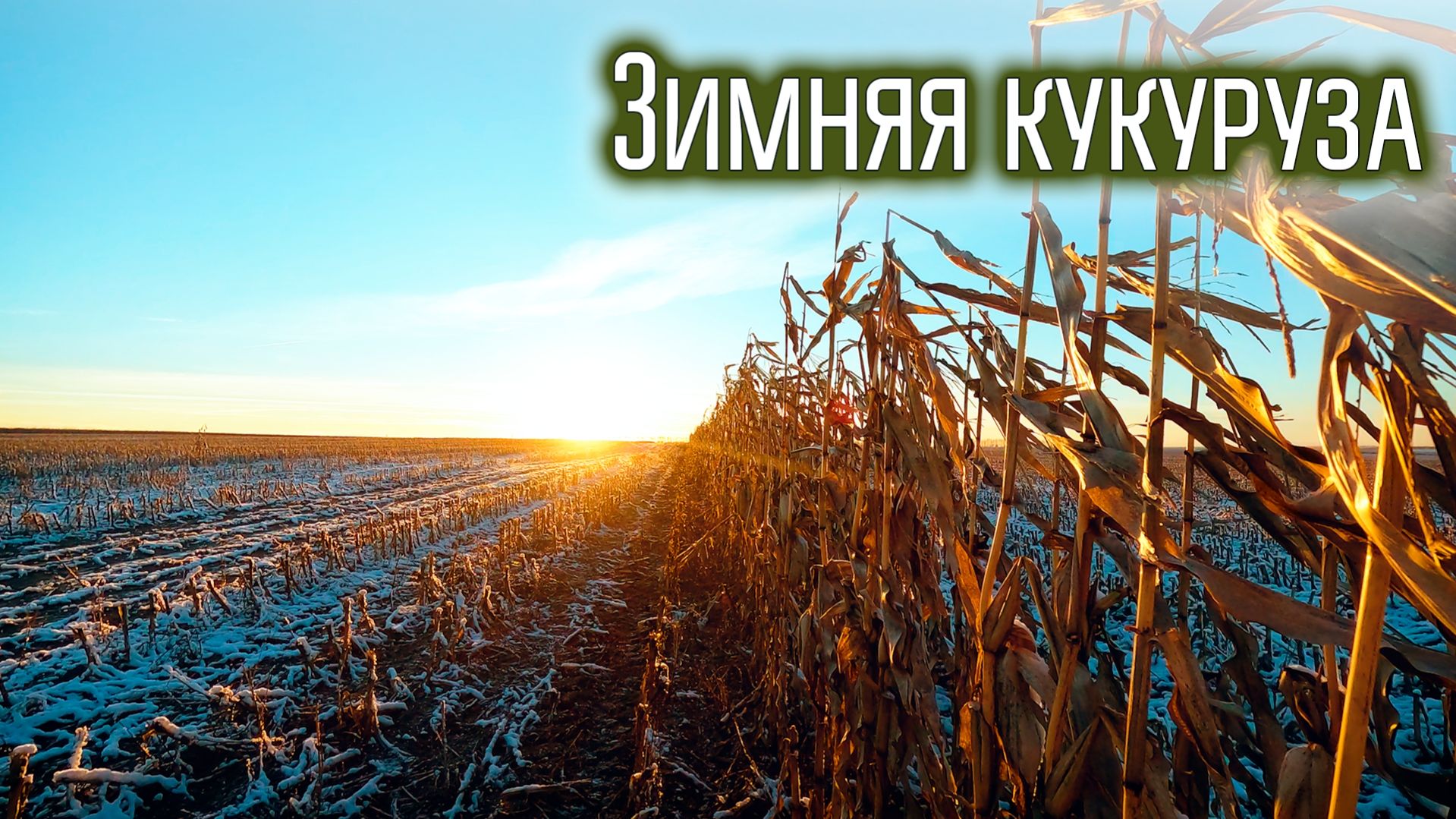 Зимняя кукуруза