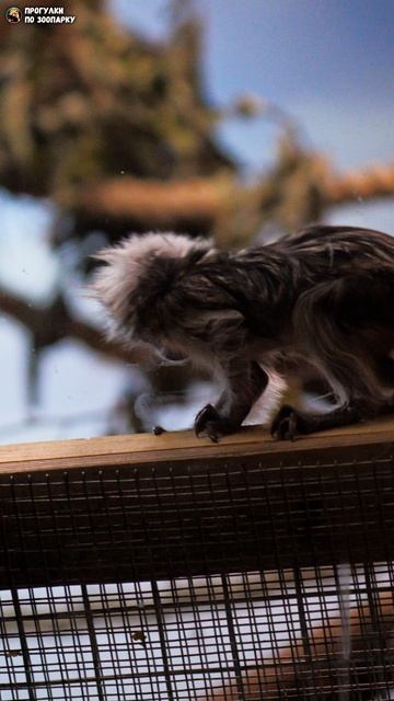 Детеныш эдиповых тамаринов Бусинка общается с гостями. Новосибирский зоопарк