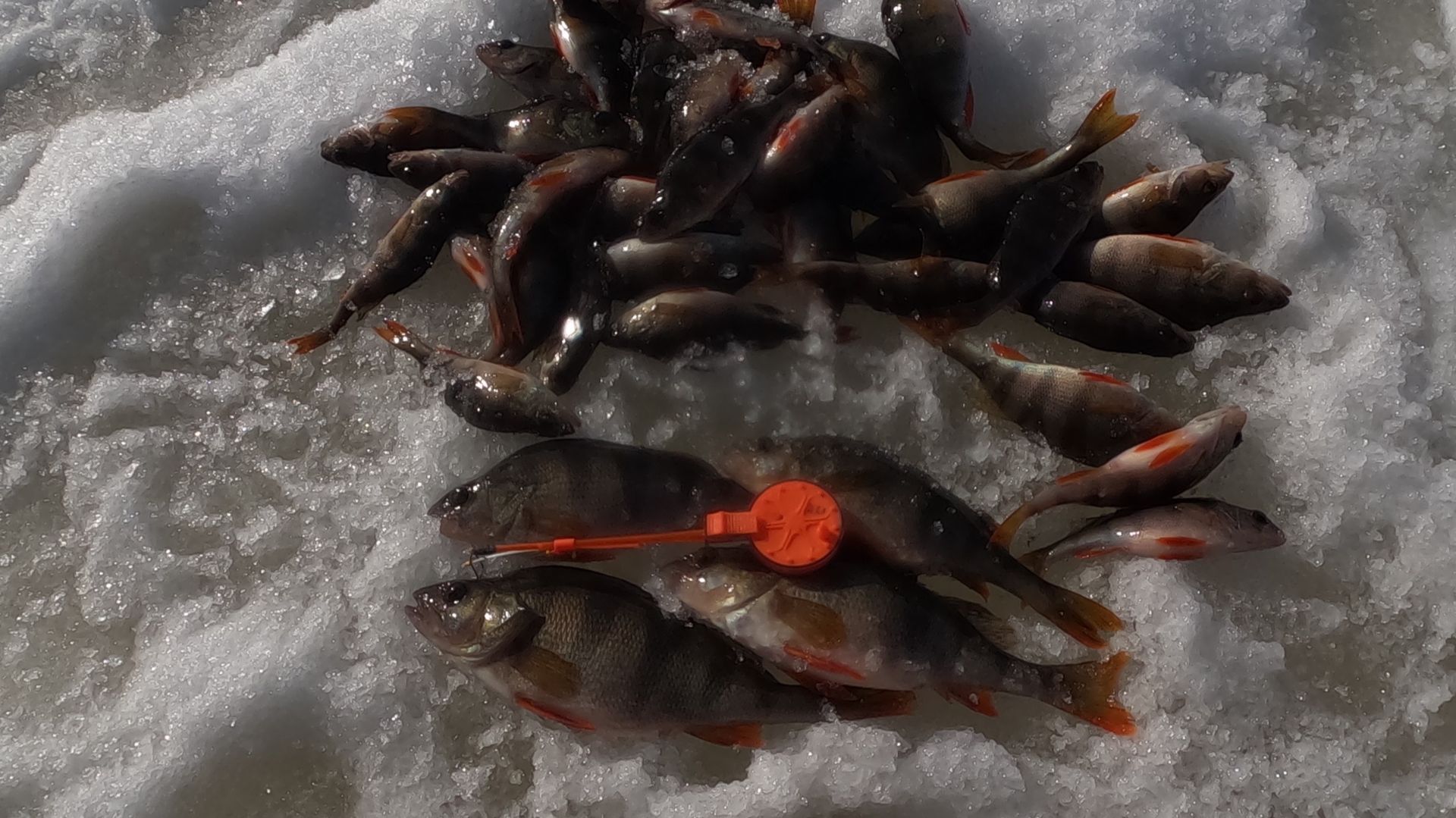 "Начертил" немного окуньков!