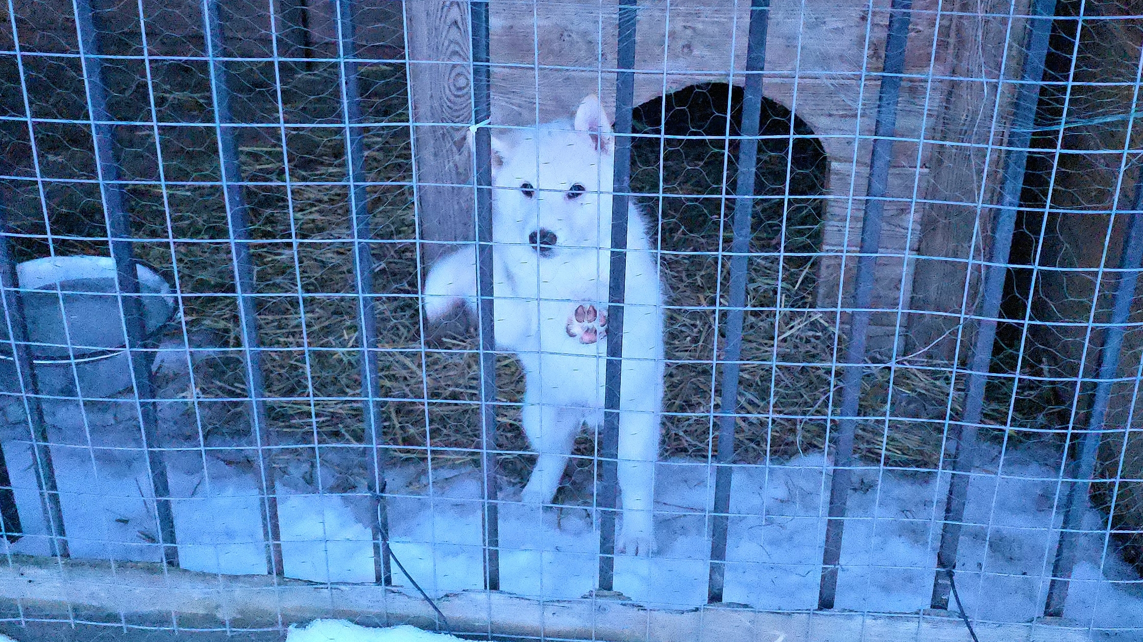 Выпускаю с вольеров