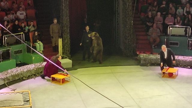 Медведи-музыканты и акробаты: от лабиринта до батута