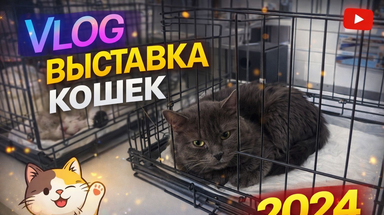 VLoG выставка кошек 2024