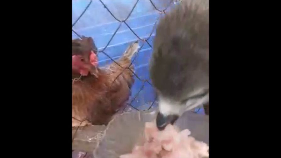 БЕССТРАШНАЯ КУРИЦА и ОРЕЛ