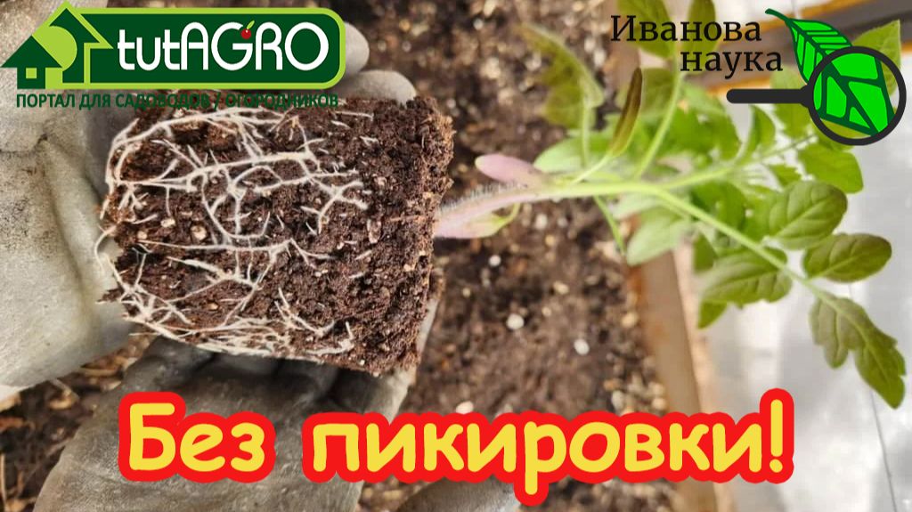 РАССАДА ТОМАТОВ для ленивых: ни одной пересадки до грунта. Супер-способ: мощная рассада без лишнего.