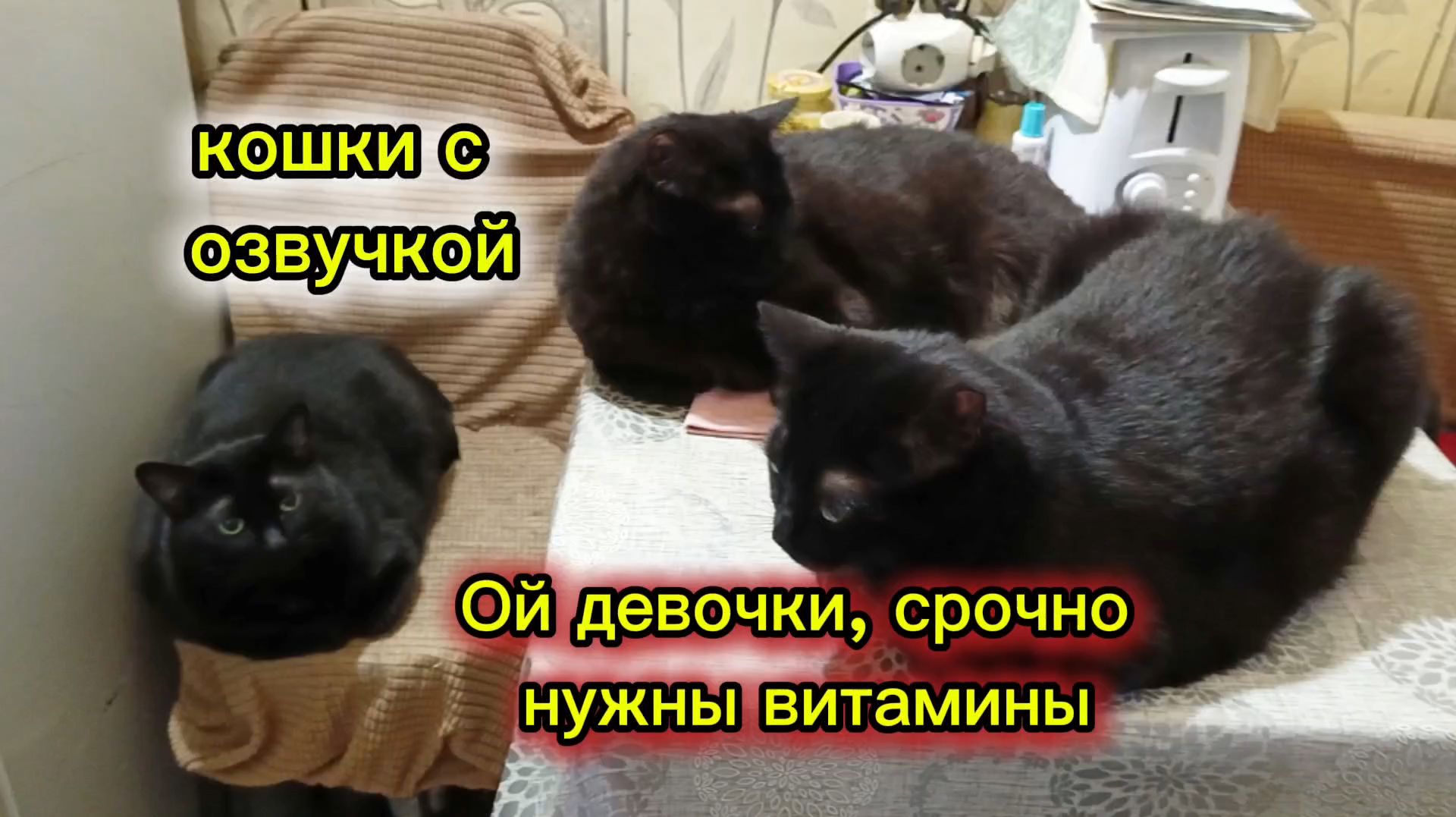 КОШКИ С ОЗВУЧКОЙ.