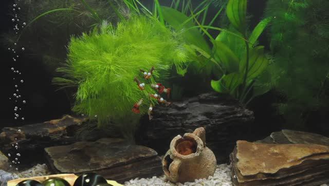 Аквариум🐠🐠🐠🐠