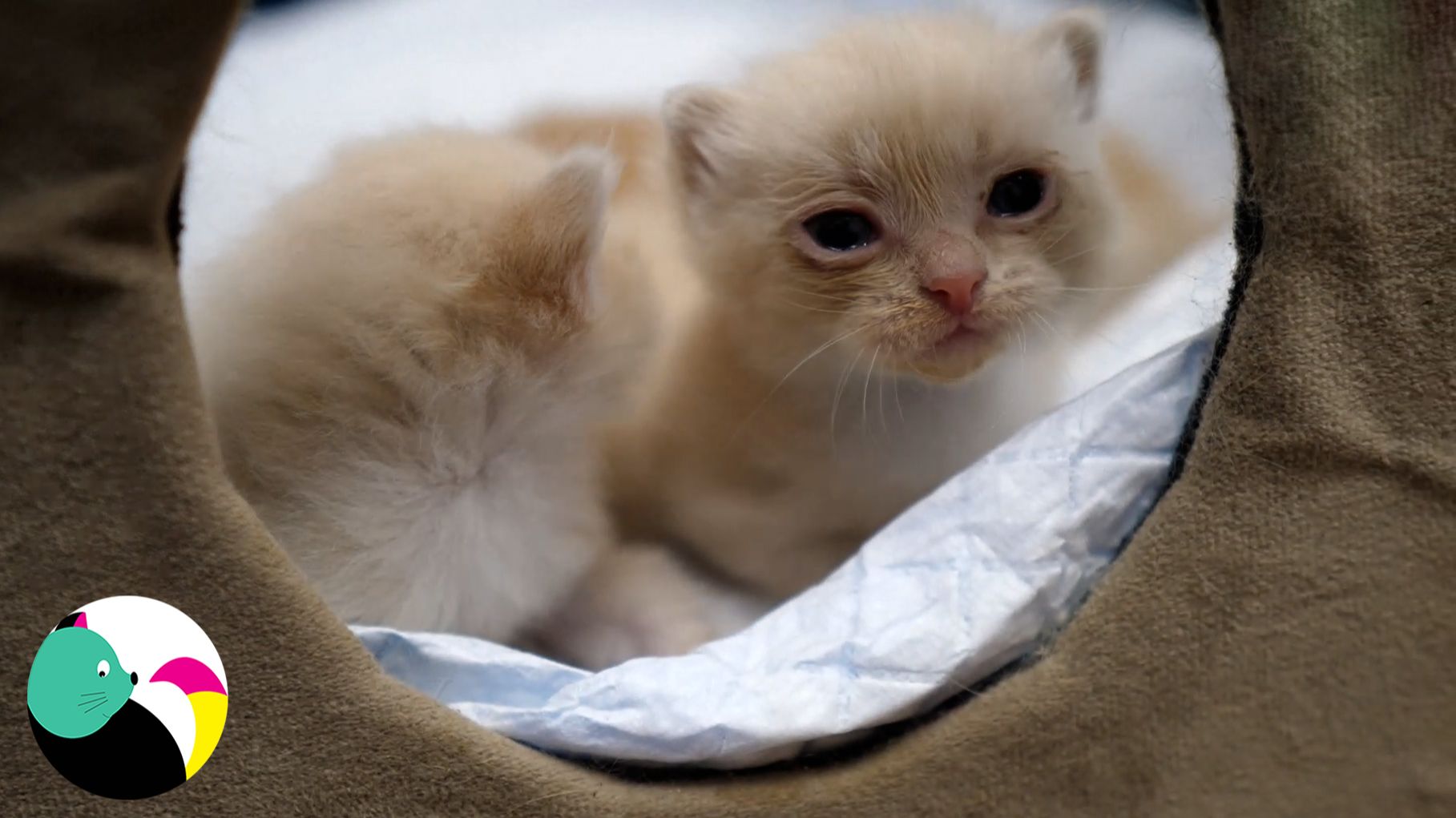 Котенок вышел из домика и зовет  свою маму.