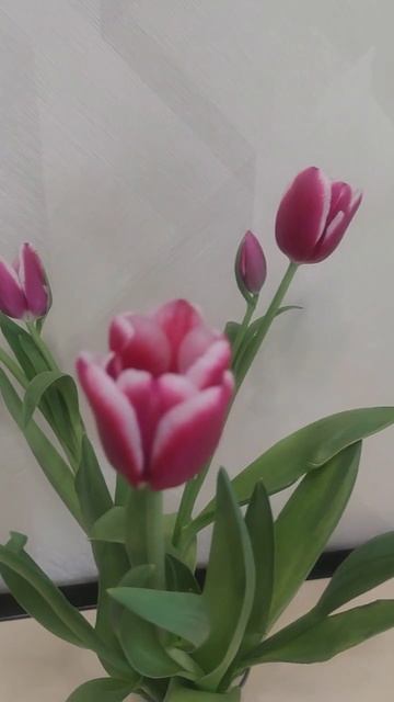 Тюльпаны марта