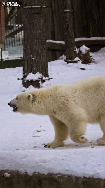 Белые медведицы Белка и Стрелка. Новосибирский зоопарк