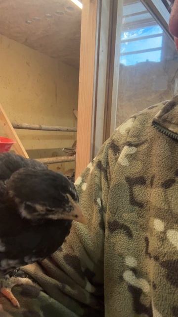 Любопытная фаверолька