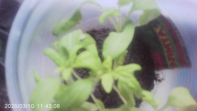 Обзор томатов сорта "Оля Ф1". Мы с мамой считаем, что пора их "пикировать"