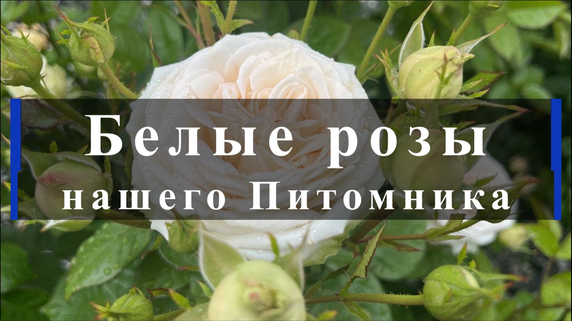 Белые розы нашего Питомника