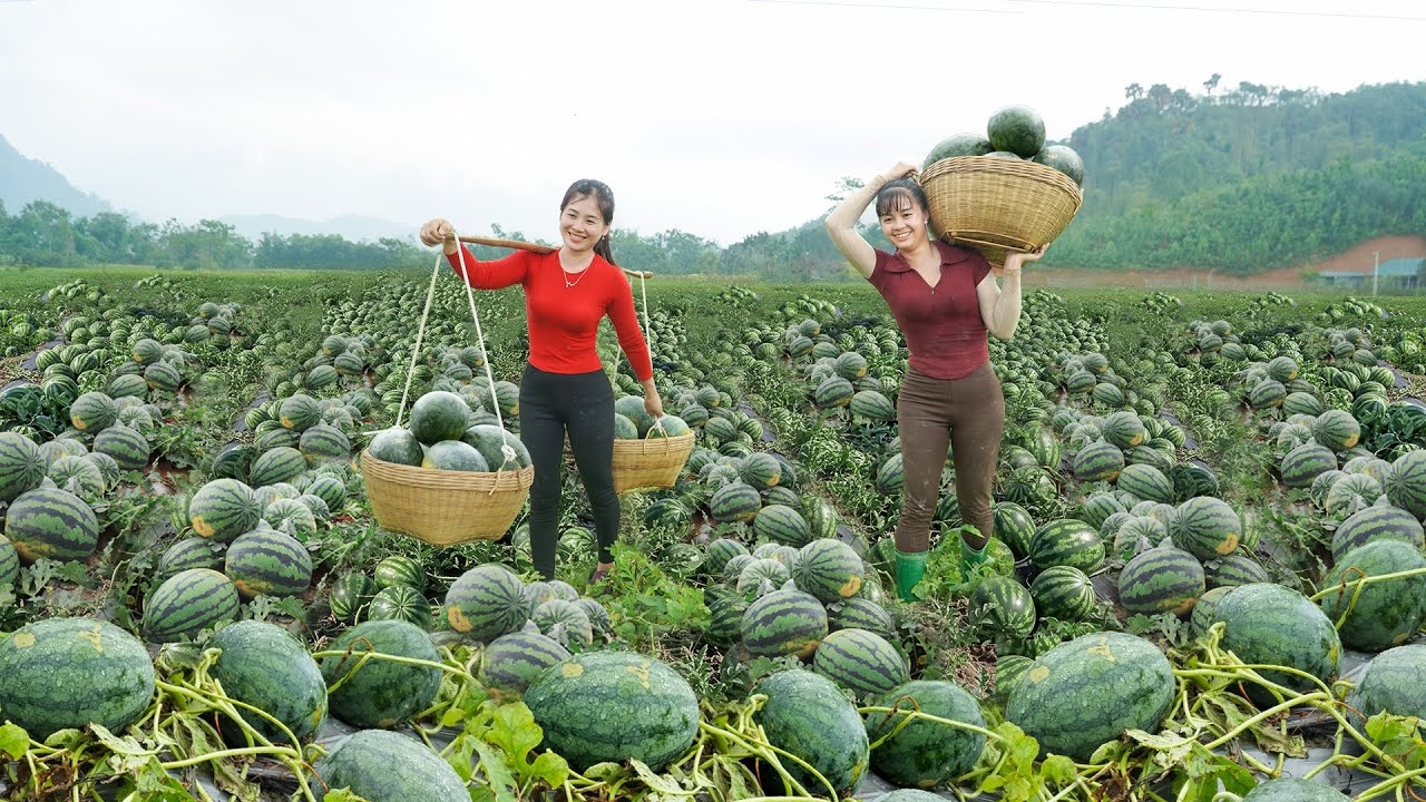 Собираю арбузы вместе с Фуонг и везем на трицикле на продажу. Нхат и Фуонг. Вьетнам