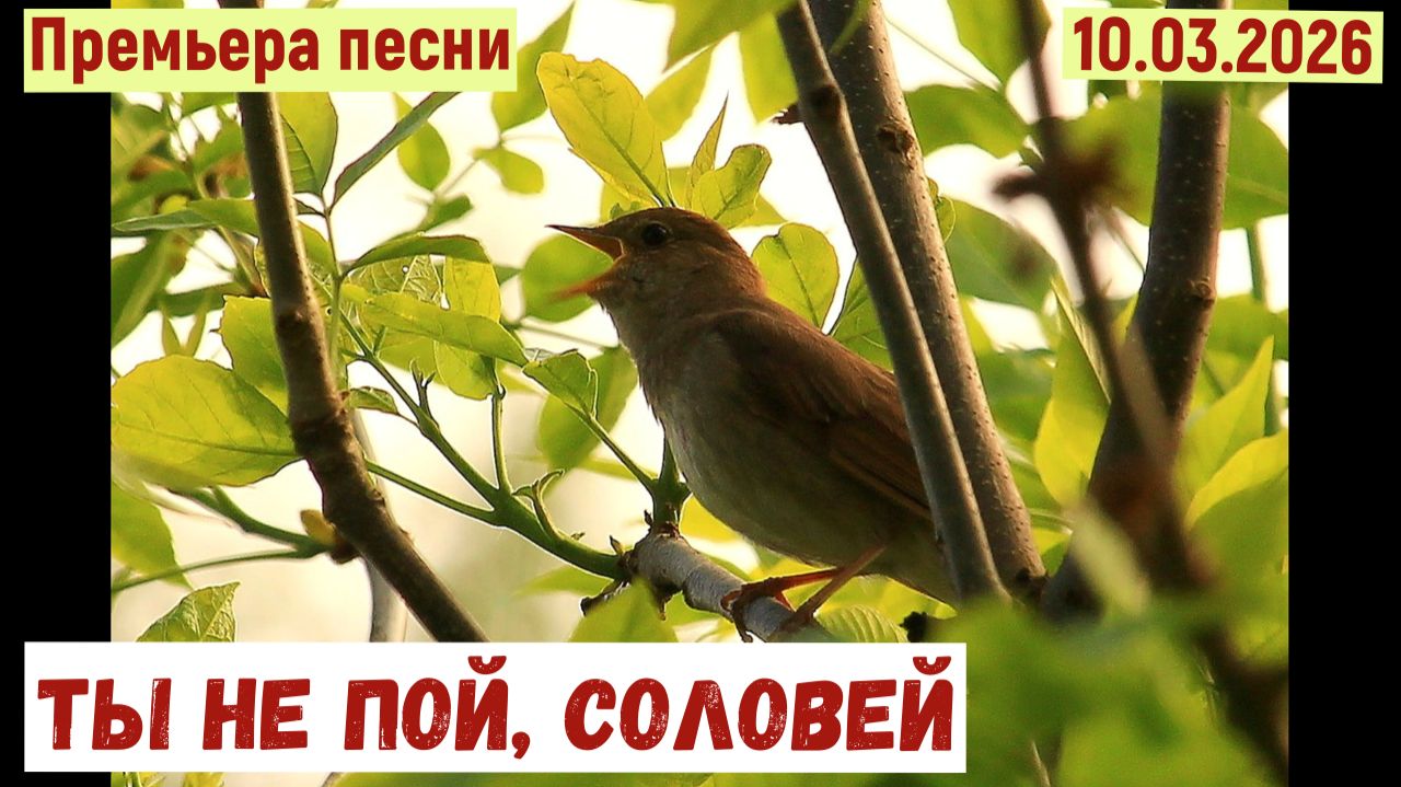 Премьера песни. ТЫ НЕ ПОЙ, СОЛОВЕЙ(10.03.2026)