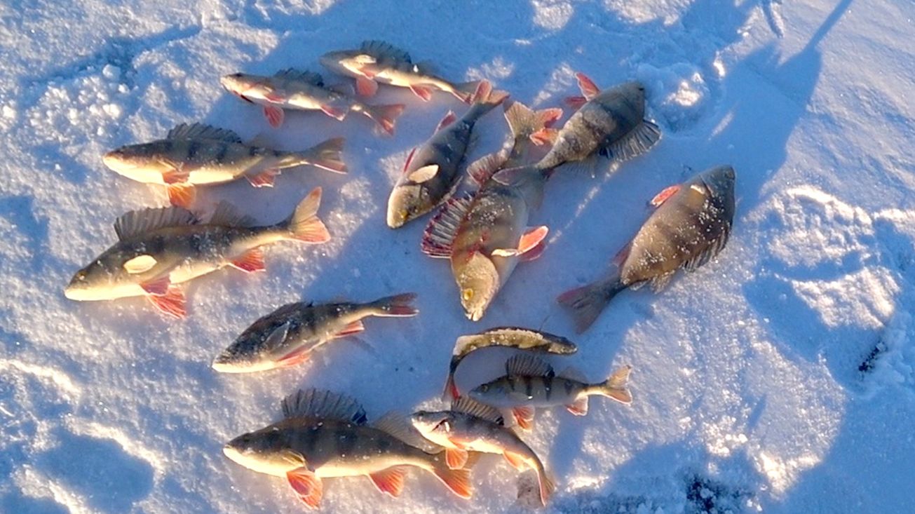 Рыбалка со льда. Ловля окуня на ратлины на тундровом озере.