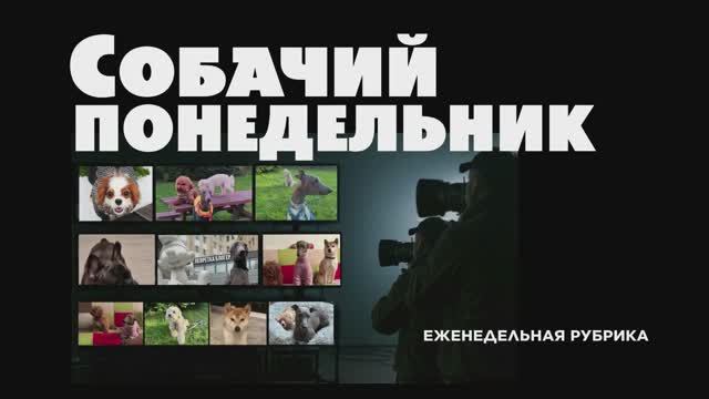 СОБАЧИЙ ПОНЕДЕЛЬНИК. Кто скрывается под маской.