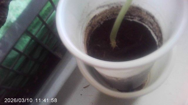 Обзор кабачкового растения январской посадки, мы с мамой решили его пересаживать ...