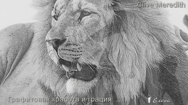 Графитовая красота и грация  *   Художник Clive Meredith