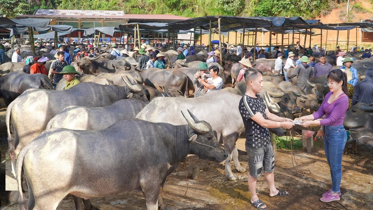 Покупаю двух больших буйволов у фермера, и перепродаю их на местном рынке. Нхат. Вьетнам