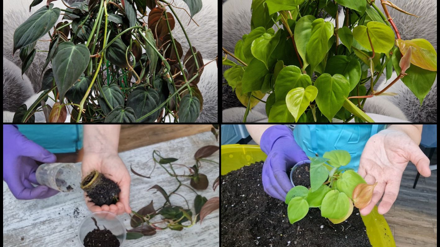 Пересадка комнатных цветов. Меняю грунт увеличиваю объёмы. Фил Миканс и Неон. Излишки коллекции